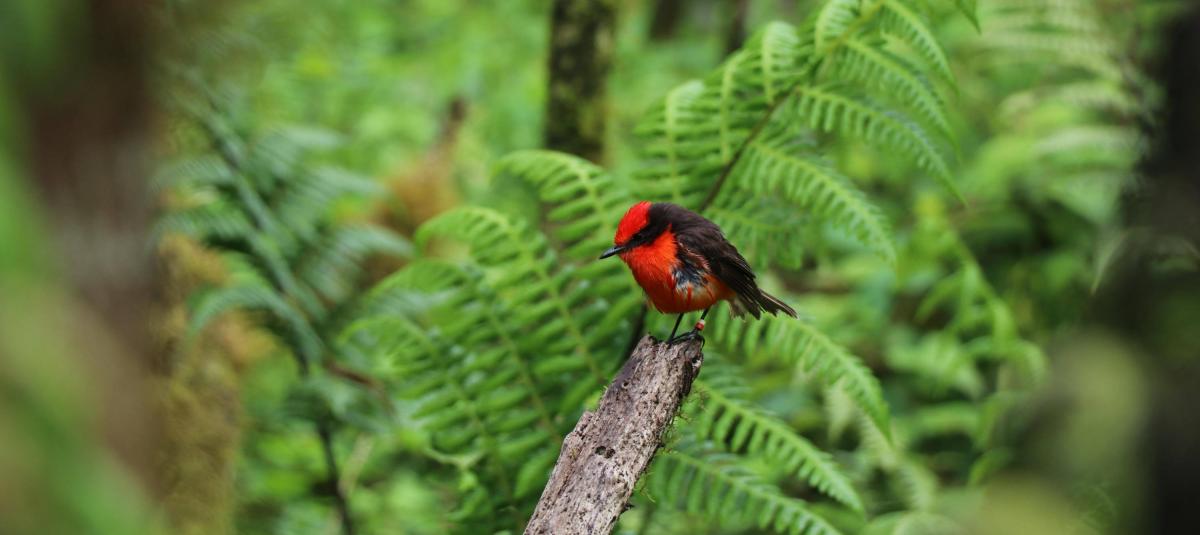 Seis crías de pájaro endémico amenazado nacieron en Galápagos