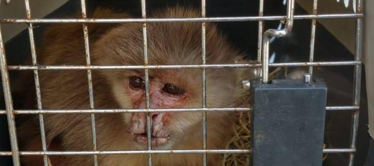 Reprochable: un mono cariblanco estuvo más de 20 años en cautiverio
