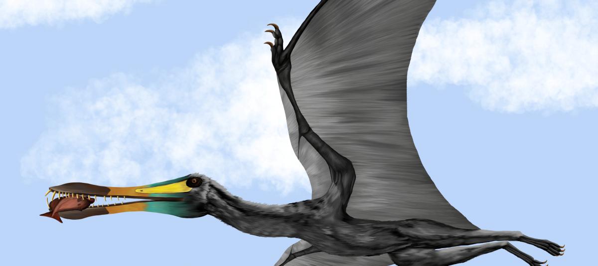 Encontrado en Alemania el fósil más antiguo de pterodáctilo