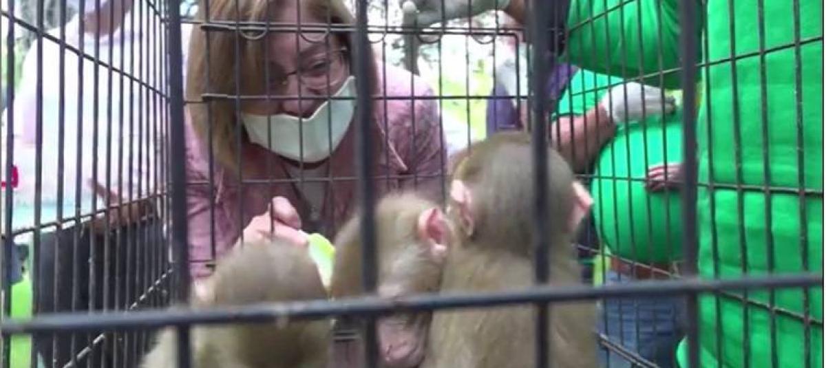 Dos monos abrazaron a su hermano que tiene síndrome de Down