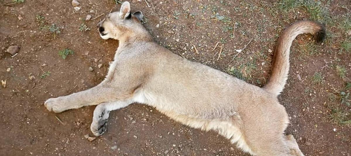 Maltrato animal: Jóvenes que mataron a un puma en Argentina reciben una ...