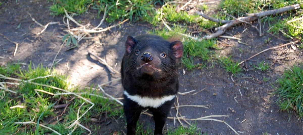 Demonio de Tasmania: por qué se llama así y otros datos curiosos
