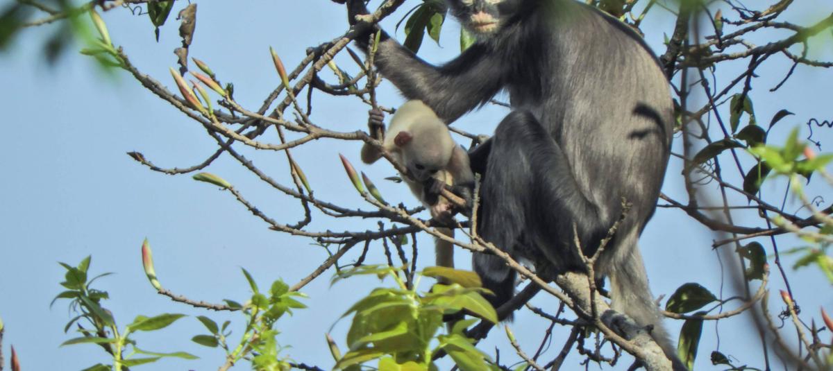 Descubren una nueva especie de primate en Birmania