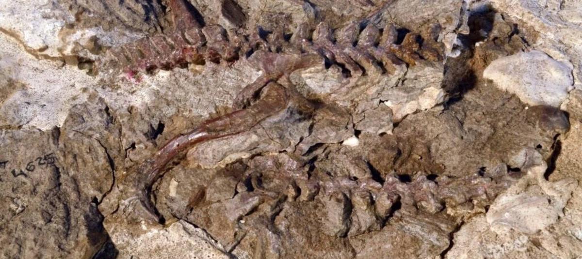 Pterosaurios: Un ancestro sin alas da pistas sobre el famoso reptil volador