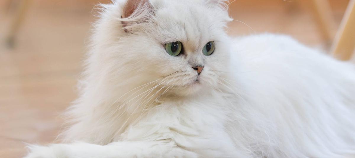 Gato persa: curiosidades y cualidades de esta exótica raza