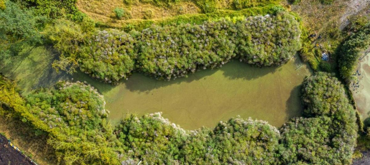 Por qué es tan importante un humedal para el ecosistema