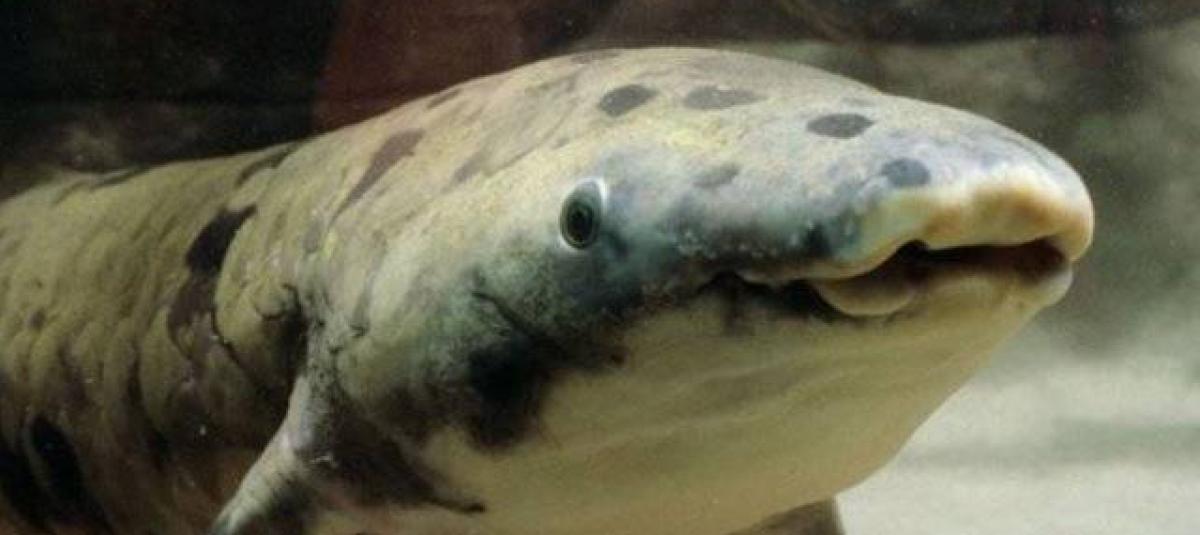 El pez pulmonado australiano, nuestro pariente acuático más cercano