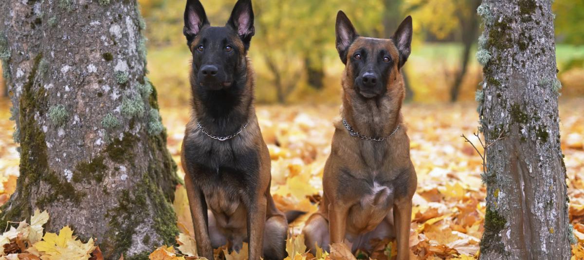 Perros Perro Grande