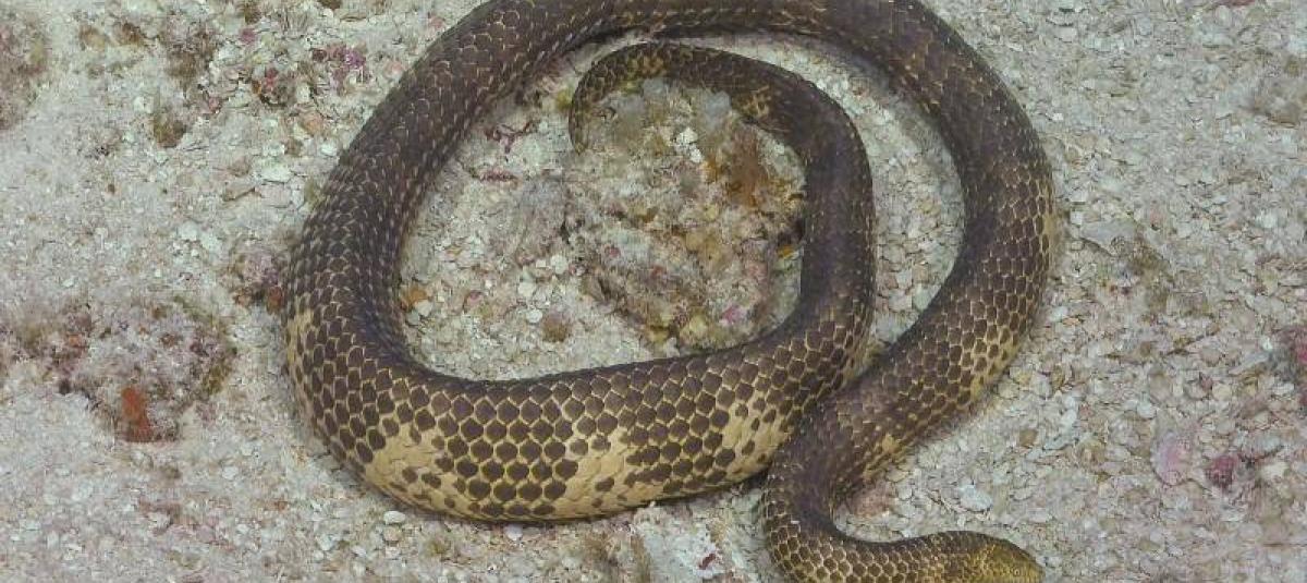 Reapareció serpiente letal que había sido dada por extinta hace décadas
