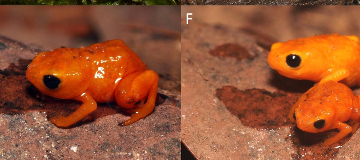 En Brasil descubrieron una nueva especie de sapos