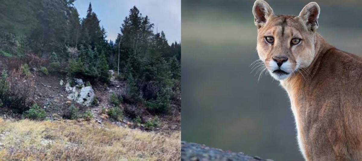 Video de hombre que se salvó de ser atacado por un puma