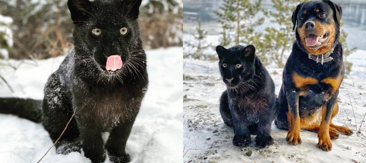 Pantera y perro son amigos y se roban miles de miradas