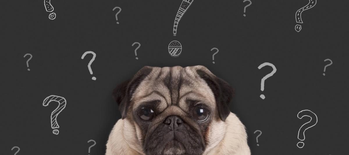 Perros: ¿por qué parece que corren mientras duermen?