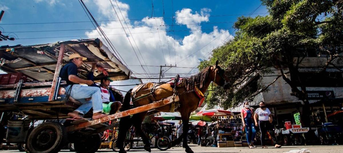 Barranquilla: sustitución de carros de mula por maltrato animal