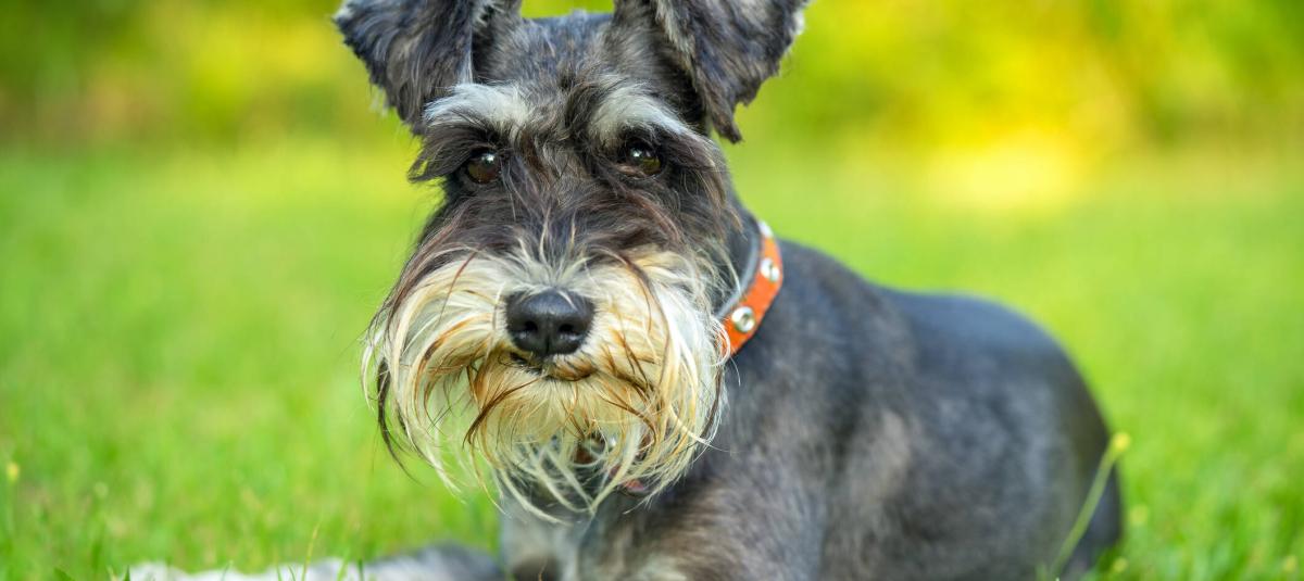Cómo cuidar a un perro de raza schnauzer