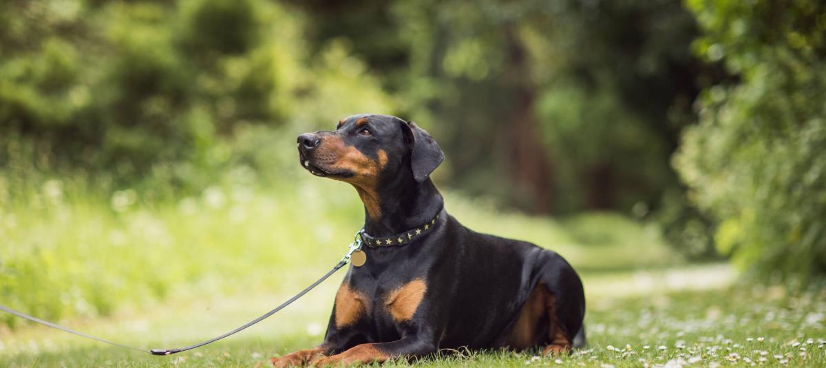 Doberman: caracteristicas y cuidados de esta majestuosa raza de perros
