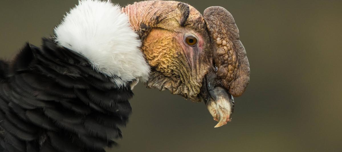 Colombia se vuelca en la conservación del cóndor andino, su ave nacional
