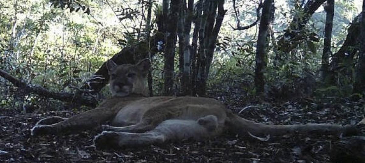 Video: Puma considerado extinto apareció a Rio de Janeiro