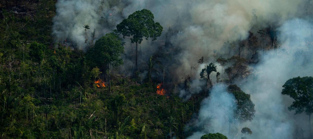 La selva amazónica, víctima insospechada del acuerdo de paz en Colombia