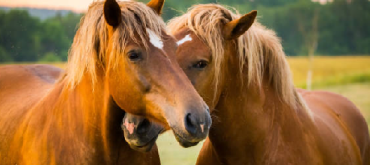 Caballos, ¿Por qué duermen de pie estos animales?