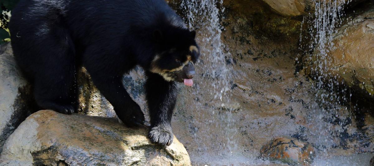 Escalador y oso se enfrentan a puñetazos