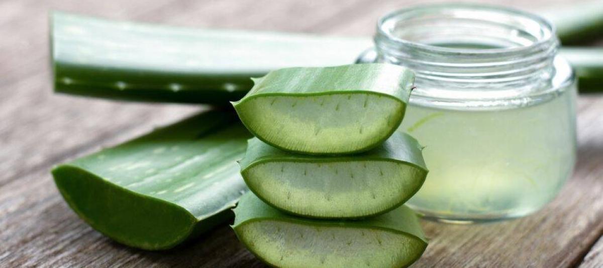 Usos y beneficios de la sábila