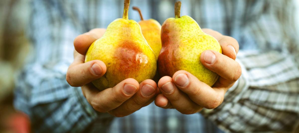 Pera: ¿cuáles son sus beneficios nutricionales?