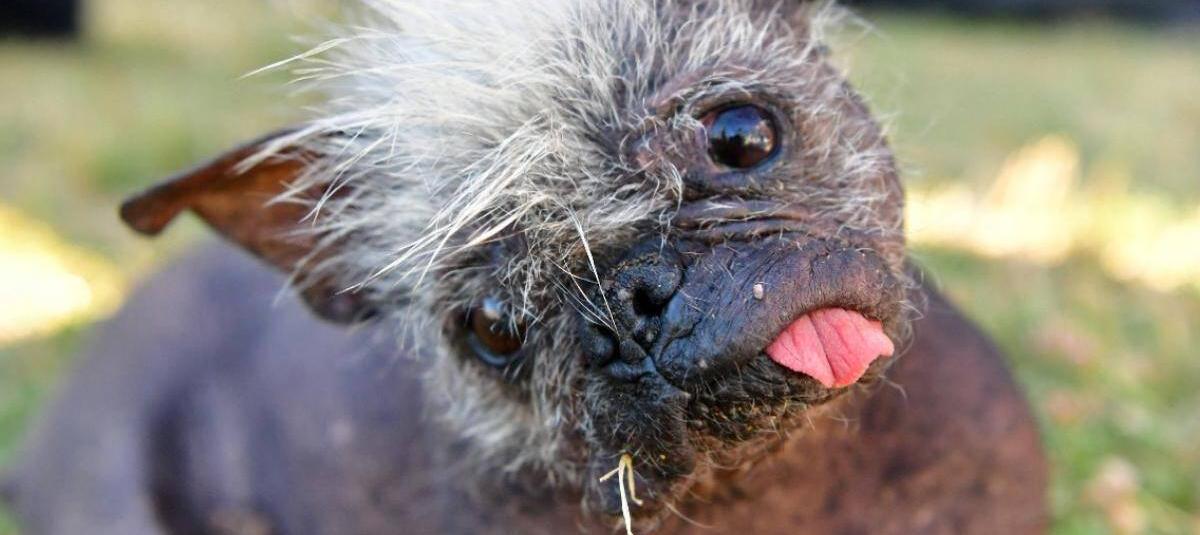 Perros Realmente Feos 24 Razas De Perros Peligrosos: Principales