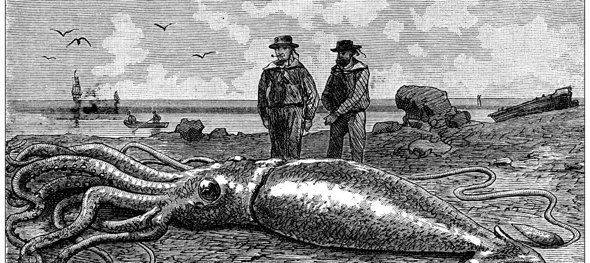 Así es el calamar gigante, el animal relacionado con el legendario Kraken