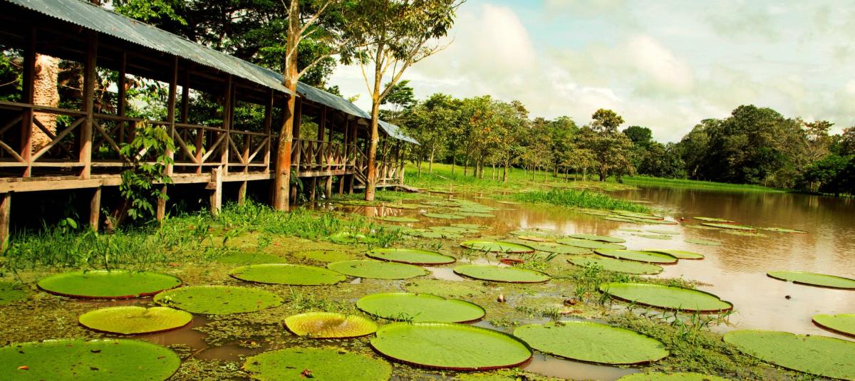 10 datos curiosos sobre el Amazonas que deberías conocer antes de visitarlo