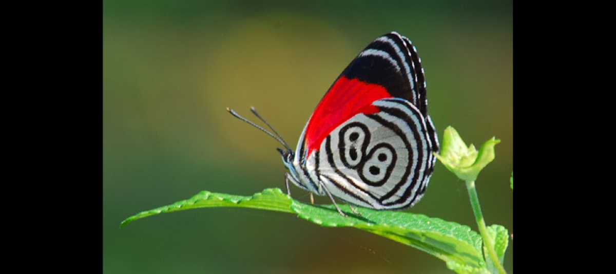 Número de la lotería: historia de la mariposa con los números de lotería