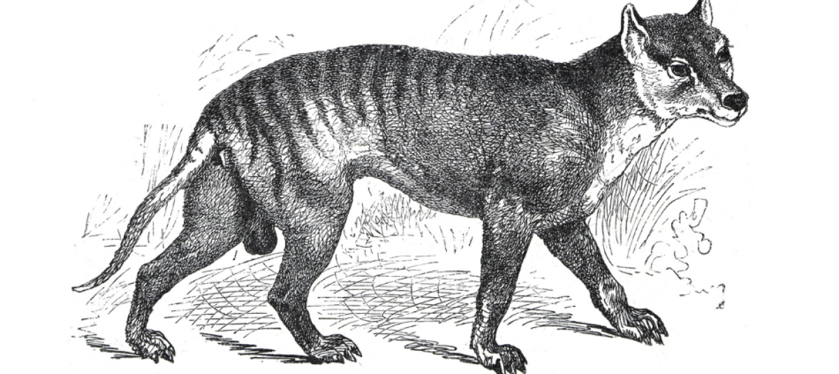Tigres de Tasmania: la especie extinta que la ciencia quiere recuperar
