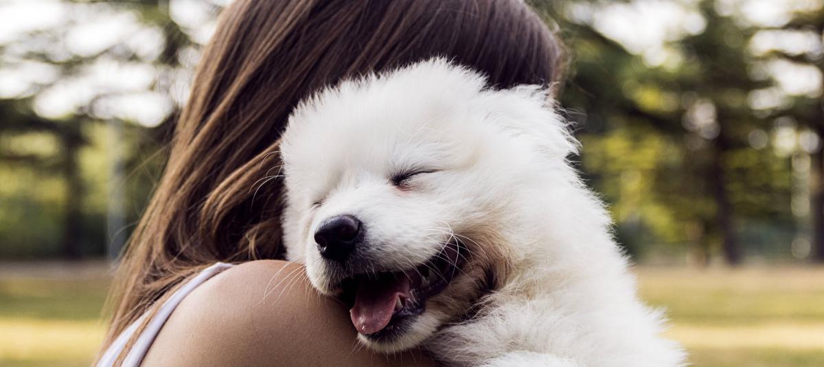 Los perros 'lloran' de alegría al reunirse con sus dueños, según un estudio
