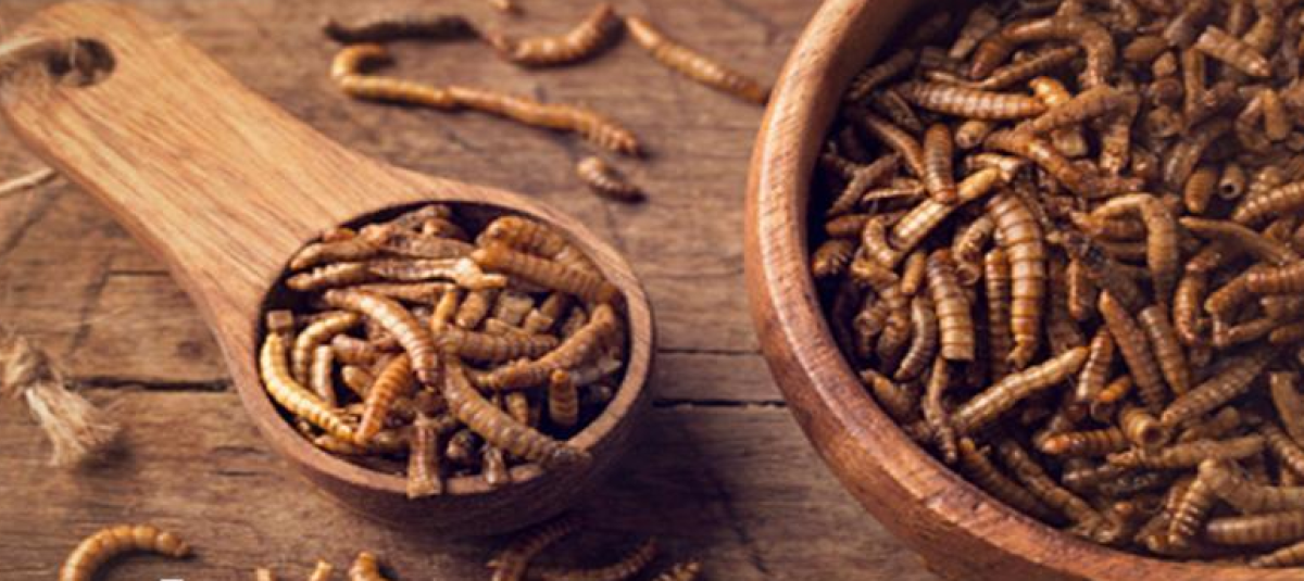 Los insectos serían más saludable que muchos alimentos, según la ciencia