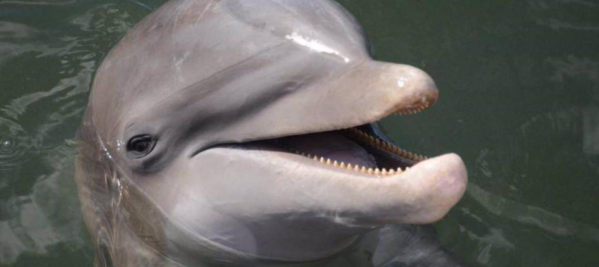 Los delfines crean grandes alianzas como los humanos
