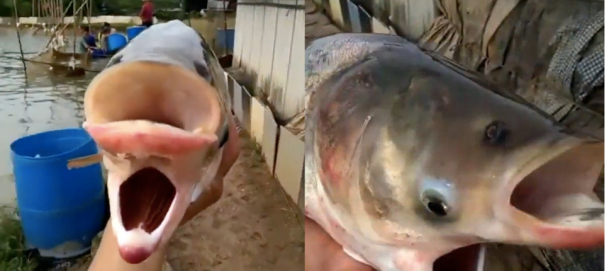 Pez con cuatro ojos y dos bocas fue pescado, como en los Simpson