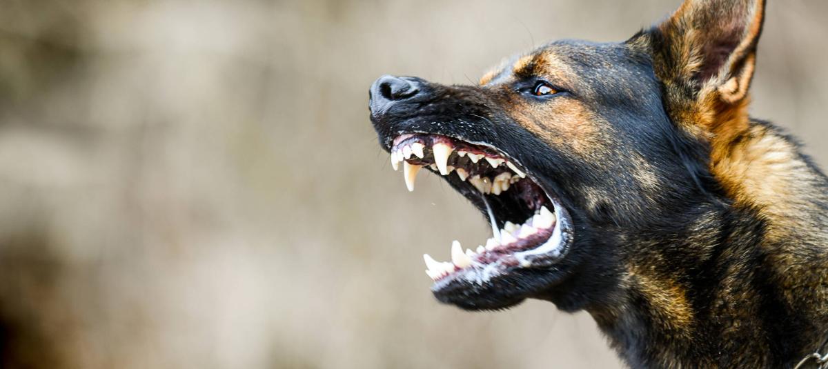 Rabia:síntomas que podrían alertar que su mascota padece esta enfermedad