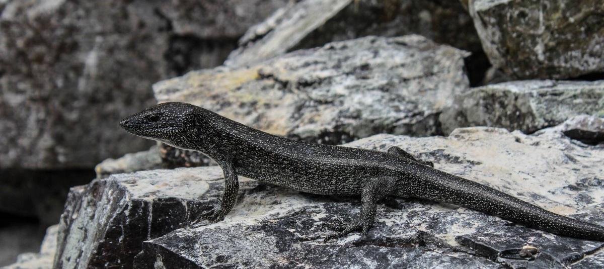 Las 10 increíbles especies que solo existen en Colombia