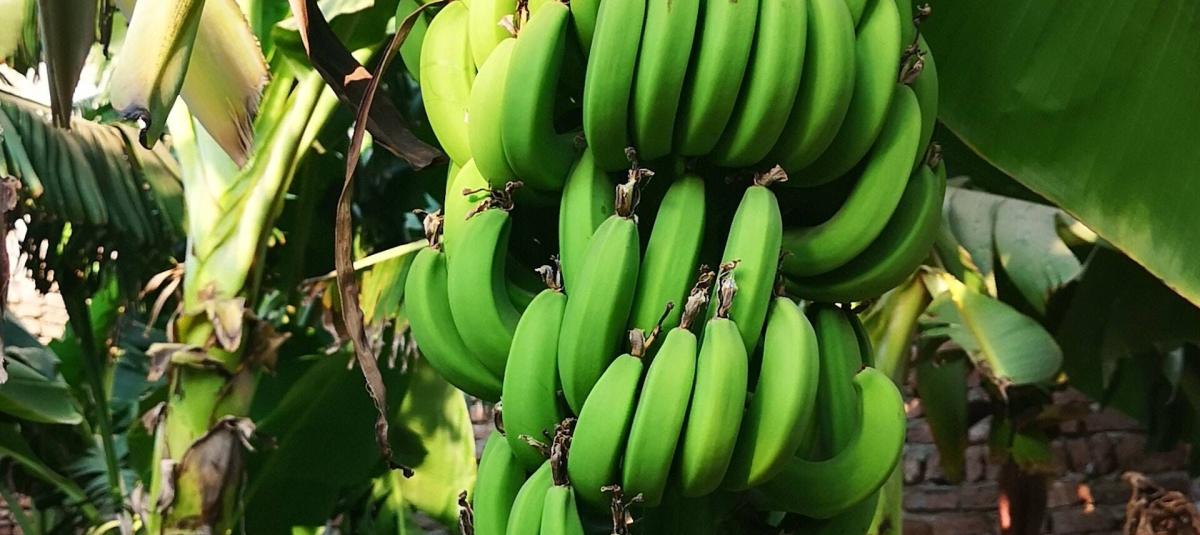 Plátano verde: estos son los beneficios de consumirlo constantemente