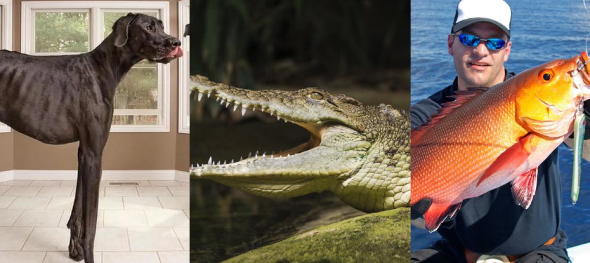 Las mascotas y animales más grande la historia: impresionantes fotos