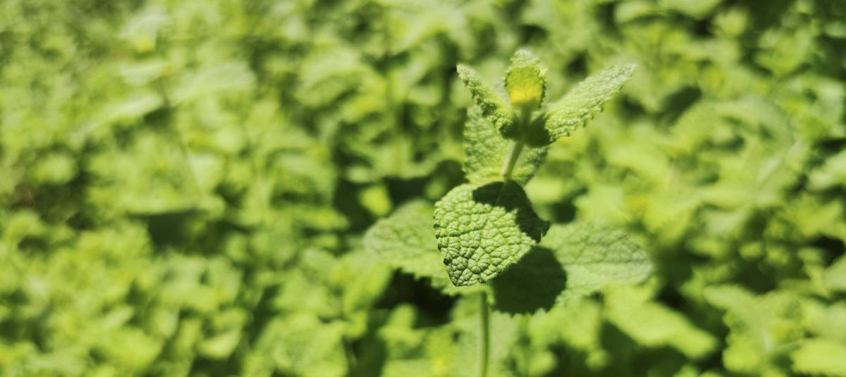 ¿Qué es el poleo y que beneficio tiene para la salud?