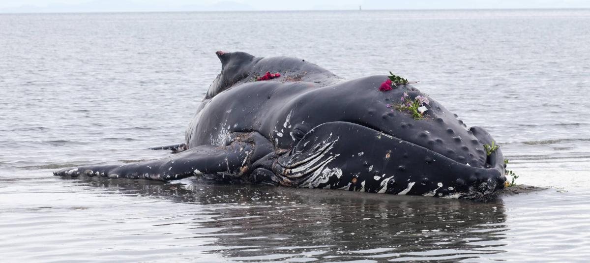 Ballenas: la razón científica por la que explotan al morirse