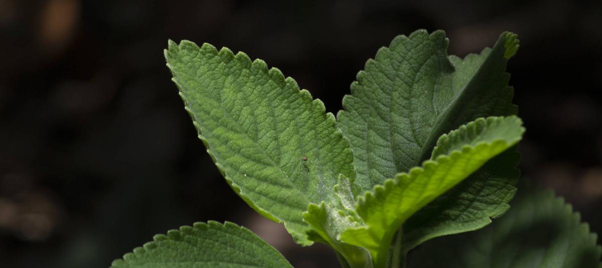 Plectranthus: la planta del dinero cómo cuidarla
