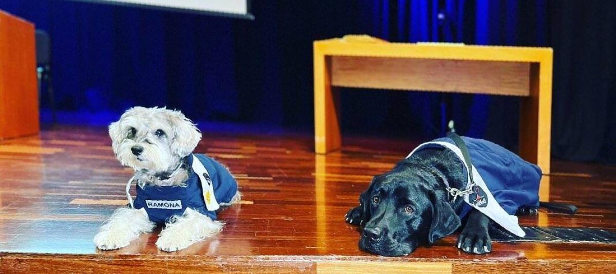 Perros se gradúan de universidad de Medellín como guías de asistencia