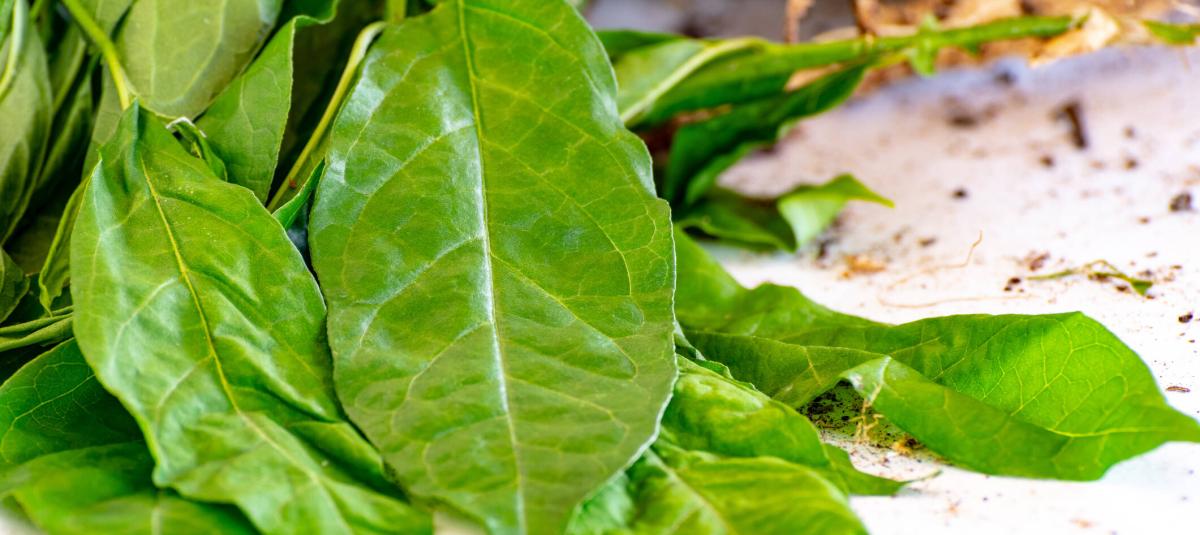 Anamú: ¿para qué sirve y cuáles son sus beneficios?