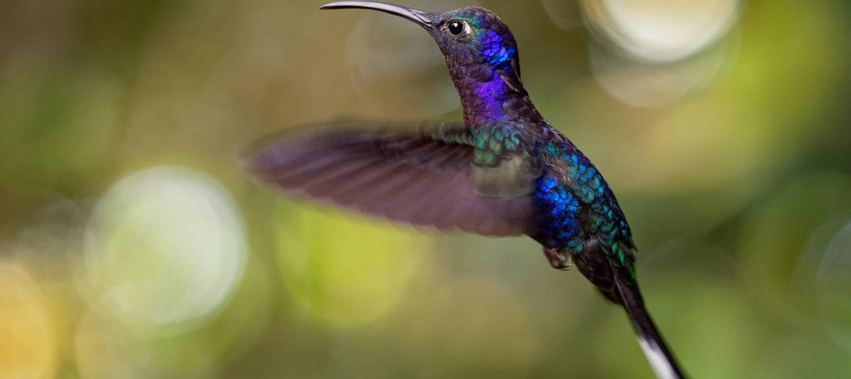 Destrucción del hábitat y brujería, amenazan al colibrí en México