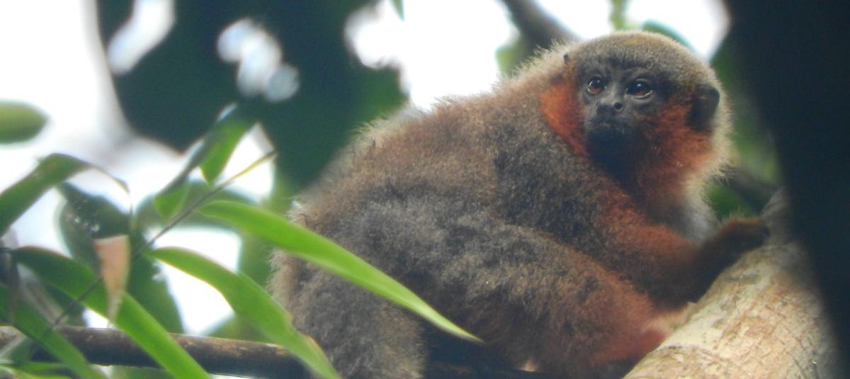 Deforestación en la zona amazónica extinguirá al mico bonito