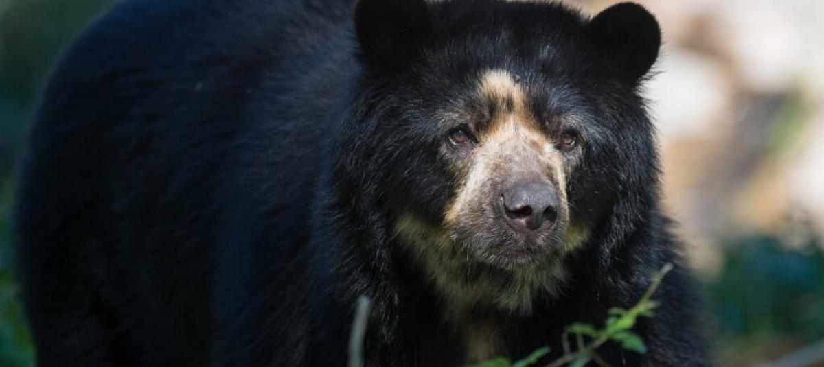 La ocupación del oso de anteojos ha aumentado en los últimos seis años