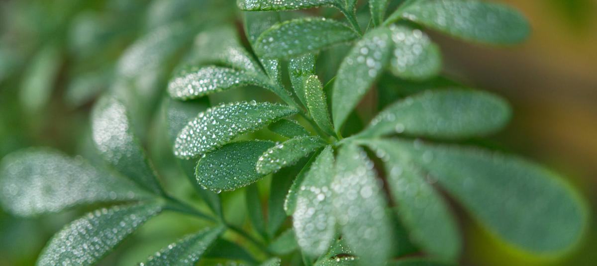 ¿Para qué sirve el té de ruda y cómo lo puedo preparar en mi casa?