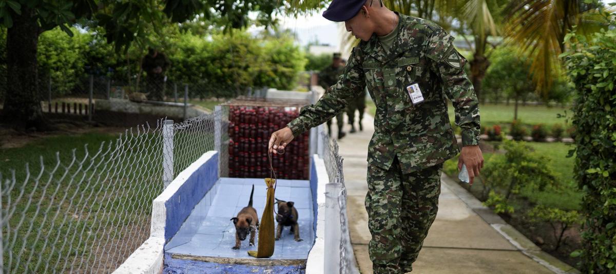 Así se entrenan en Tolemaida perros que acompañarán operaciones militares